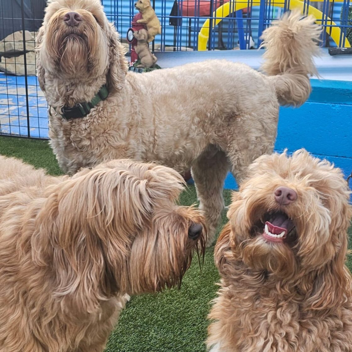 Frankie's Paws and Play. Dog Walkers, Boarding. Dallas, Rowlett, Texas.